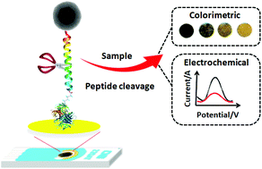 A dual electrochemical/colorimetric magnetic nanoparticle/peptide-based ...