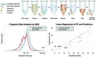 High-resolution DNA size enrichment using a magnetic nano-platform and ...