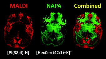 Multimodal imaging of biological tissues using combined MALDI and NAPA ...
