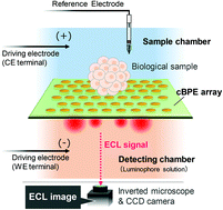 Bioimaging using bipolar electrochemical microscopy with improved ...