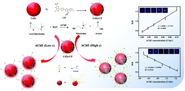 Novel “turn on–off” paper sensor based on nonionic conjugated ...