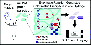 A platform for multiplexed colorimetric microRNA detection using shape ...