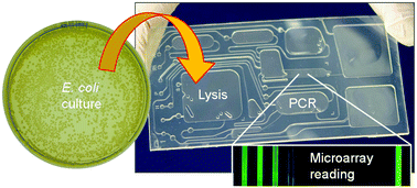Centrifugal microfluidic lab-on-a-chip system with automated sample ...