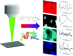 Raman hyperspectral imaging with multivariate analysis for ...