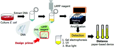 Development of a fluorescent distance-based paper device using loop ...