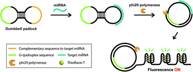 Label-free fluorometric detection of microRNA using isothermal rolling ...