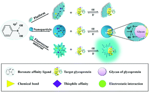 Boronate affinity material-based sensors for recognition and detection ...