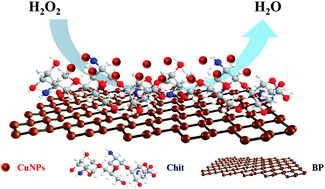 Synthesis of a CuNP/chitosan/black phosphorus nanocomposite for non ...