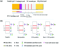 A portable fluorescent microsphere-based lateral flow immunosensor for ...
