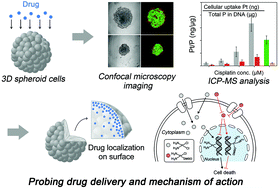 Probing drug delivery and mechanisms of action in 3D spheroid cells by quantitative analysis ...