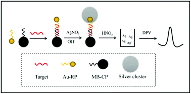 Rapid and sensitive electrochemical detection of microRNAs by gold ...