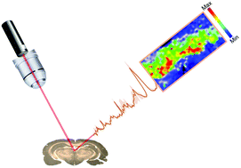 Label-free lipidome study of paraventricular thalamic nucleus (PVT) of ...