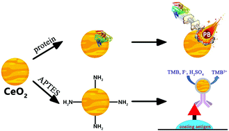 Effect of proteins on the oxidase-like activity of CeO2 nanozymes for ...