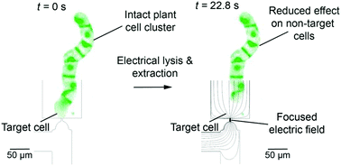 Targeted permeabilization of the cell wall and extraction of charged ...
