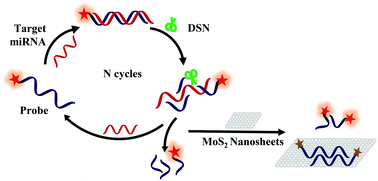 In situ detection of plasma exosomal microRNA for lung cancer diagnosis ...