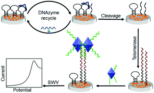 A stepwise recognition strategy for the detection of telomerase ...