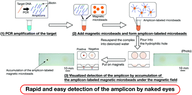 Rapid and low-cost amplicon visualization for nucleic acid ...
