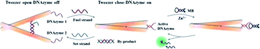 A DNA tweezers-actuated regenerated DNAzyme nanoreactor: a fluorescence ...