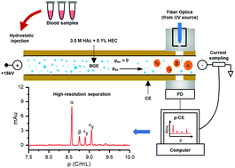 A stable version of capillary electrophoresis for determining human ...