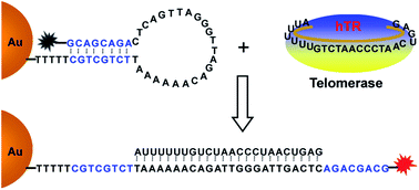 In situ imaging of intracellular human telomerase RNA with molecular ...