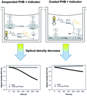 A sensitive pH indicator-based spectrophotometric assay for PHB ...