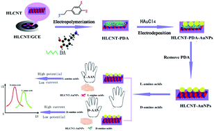 Electrochemical chiral amino acid biosensor based on dopamine-localized ...