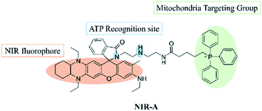 Mitochondrial-targeted deep-red fluorescent probe for ATP and its ...