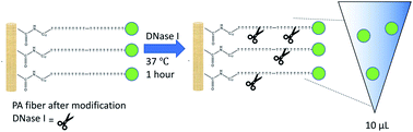 Modification of polyacrylate sorbent coatings with carbodiimide ...