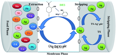 A highly selective green supported liquid membrane by using a ...
