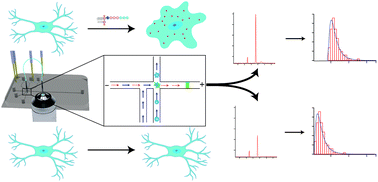 Measuring stimulation and inhibition of intracellular nitric oxide ...