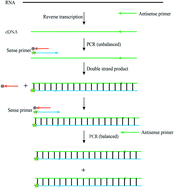 Multiplex real-time PCR using double-strand primers and probes for the ...