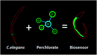 Perchlorate detection via an invertebrate biosensor - Analytical ...