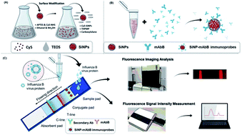 A simple fluorescence-based lateral flow test platform for rapid ...