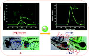 A turn-on fluorescent probe for Lu3+ recognition and bio-imaging in ...