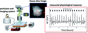 A microfluidic bubble perfusion device for brain slice culture ...