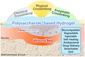 Rational design and latest advances of polysaccharide-based hydrogels ...