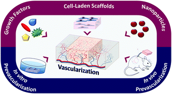 Vascularization strategies for skin tissue engineering - Biomaterials ...