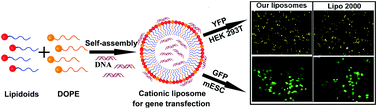 Development of new self-assembled cationic amino liposomes for ...