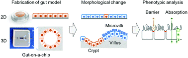 A simple three-dimensional gut model constructed in a restricted ductal ...