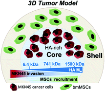 3D hydrogel mimics of the tumor microenvironment: the interplay among ...