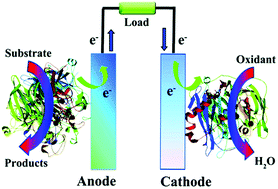 Enzymatic biofuel cells based on protein engineering: recent advances ...
