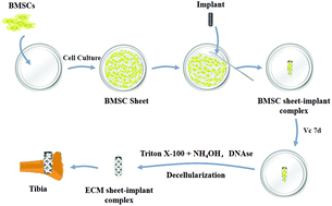 Stem-cell-derived ECM sheet–implant complexes for enhancing ...