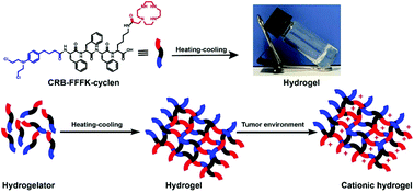 A peptide–drug hydrogel to enhance the anti-cancer activity of ...