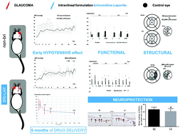 Brimonidine-LAPONITE® intravitreal formulation has an ocular ...