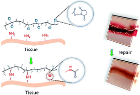 Supramolecular medical antibacterial tissue adhesive prepared based on ...