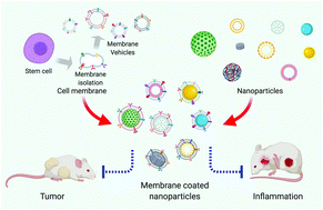 Recent advances in mesenchymal stem cell membrane-coated nanoparticles ...