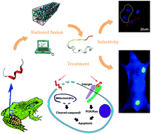 A frog-derived bionic peptide with discriminative inhibition of tumors ...