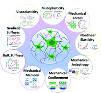 Progress in the mechanical modulation of cell functions in tissue ...