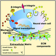 TMT-based quantitative proteome profiles reveal the memory function of ...