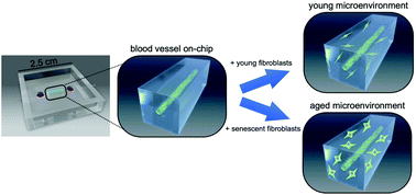 A 3D tissue model-on-a-chip for studying the effects of human senescent ...